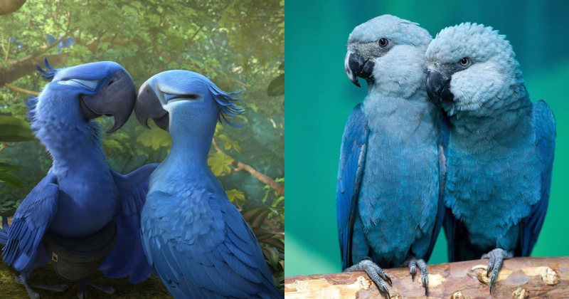 Blue macaw parrot that inspired "Rio" is now officially extinct in the wild